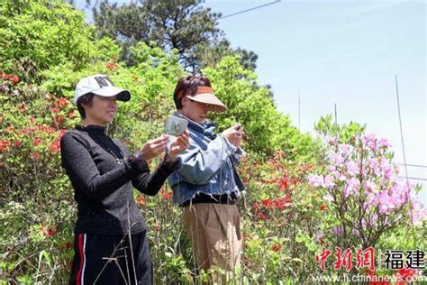 建宁金铙山杜鹃花开景致美 景区 高山 徐尔文