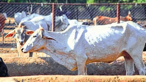 India Begins Study On Animal To Human Transmission Of