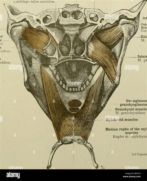 Tensor Veli Palatini Origin And Insertion