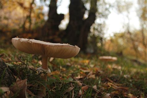 Mushroom Fungus Grass Free Photo On Pixabay Pixabay