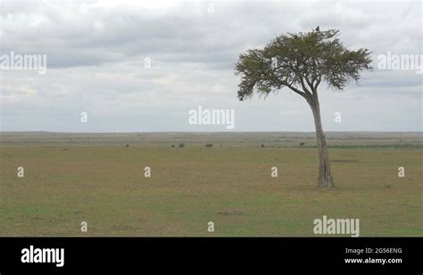 Bird Acacia Tree Stock Videos And Footage Hd And 4k Video Clips Alamy