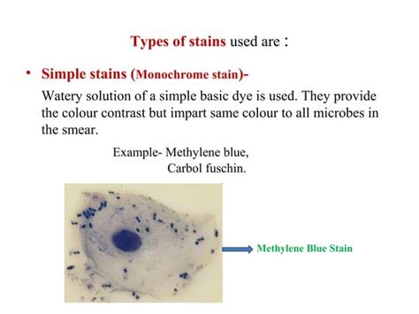 Microscopy And Staining Ppt Photography Arts And Crafts