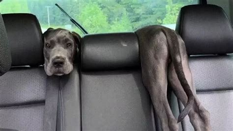People In Stitches At Viral Backwards Dog In Car But Its Not An