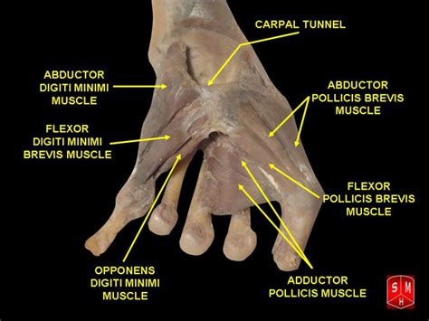 Abductor Digiti Minimi Hand ⋆ Santa Barbara Deep Tissue Riktr Pro