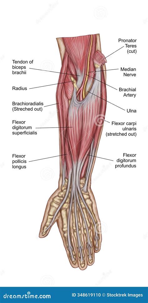 Anatomy Of Forearm Muscles Anterior View Middle Stock Photo Image