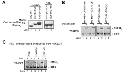 2 Direct Fusion Of Ubiquitin Does Not Activate Rig I A Coomassie