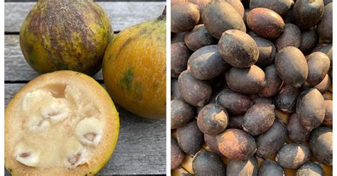 Juan Soco Y Milpesos Las Dos Frutas Que Permitieron Sobrevivir A Los