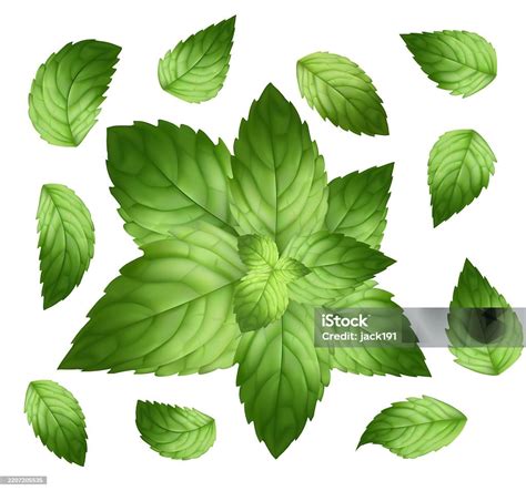 녹색 민트 잎 세트는 흰색 배경에 웹 인쇄 광고 로고 제작 및 브랜딩 디자인에 가장 적합합니다 사실적인 메쉬 그라디언트가 사용됩니다 0명에 대한 스톡 벡터 아트 및 기타