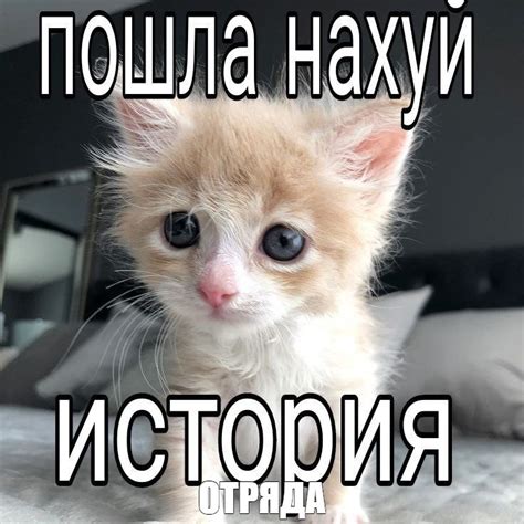 Создать мем котики котик няшка кошки милые Картинки Meme
