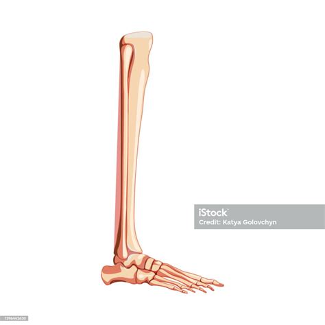 Leg Tibia Fibula Foot Ankle Skeleton Human Side Lateral View Set Of