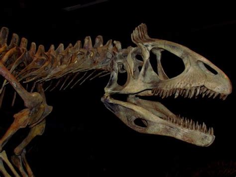 Facts About Cryolophosaurus And Its Discovery