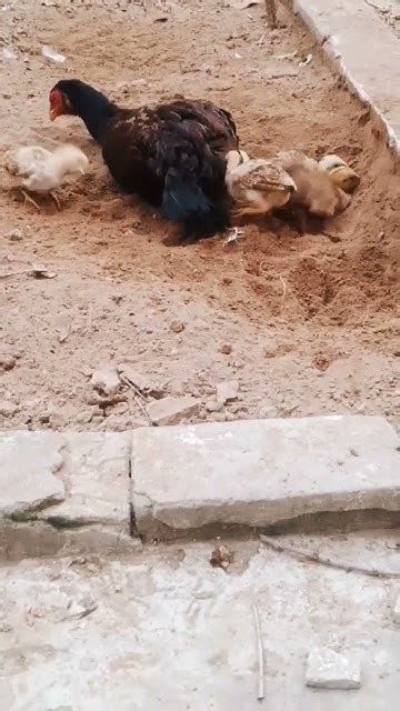 Aseel Chicks Playing In Soil Chicken Farming Hen Youtube