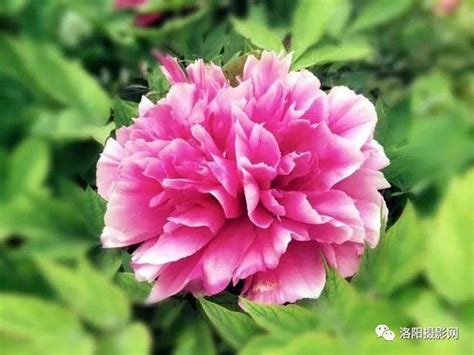 牡丹的12种别称 牡丹的别称雅号 牡丹为什么叫伊洛传芳 第6页 大山谷图库