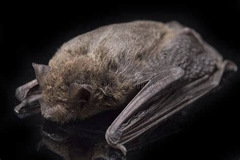 The Common Bent Wing Bat Schreibers` Long Fingered Bat Or Schreibers