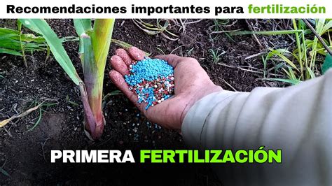 Primera Fertilizaci N Del Ma Z Estos Fertilizantes Se Aplicaron Al