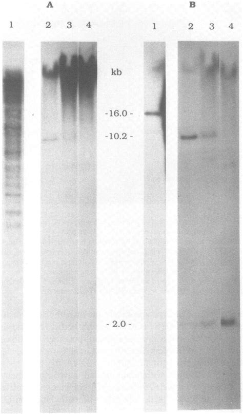 Schematic Representation Of IPCR Template Generated From Genomiic Maize Download Scientific