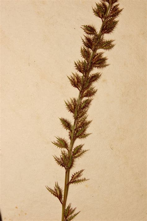 Get Your Botany On Stalked Bur Grass Tragus Racemosus