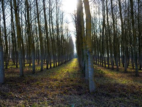 100 Free Alignment Align Photos