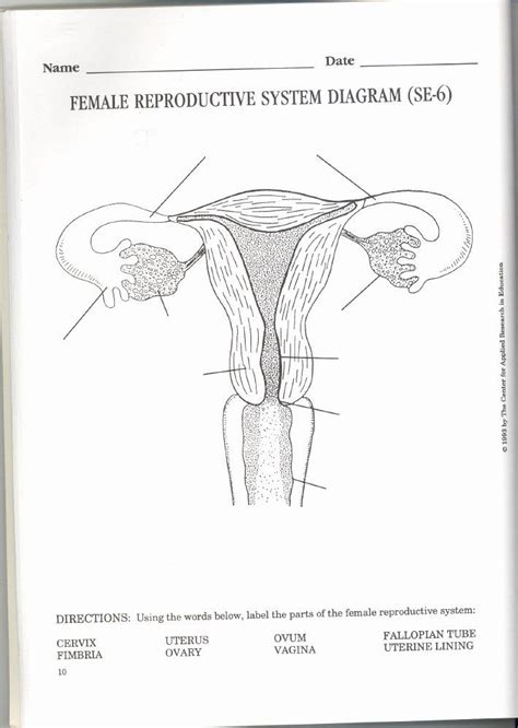 Female Reproductive System Labeled Worksheet