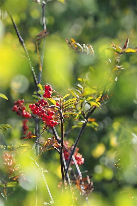 Rowan Berries Berry Red - Free photo on Pixabay - Pixabay