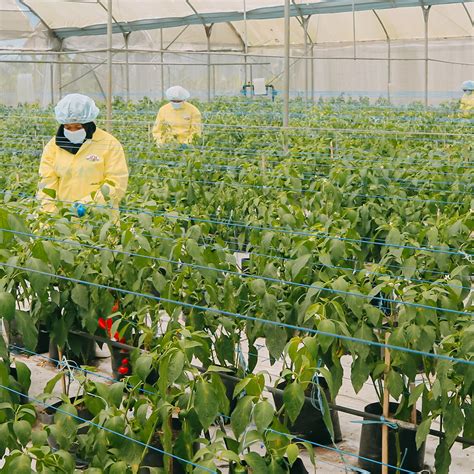 Greenhouse Overview Java Peppers Industries