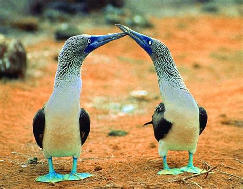 こんな生き物見たことない！可愛い？恐ろしい？珍しい動物たち 旅色プラス