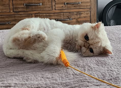 Bimpy Loves Her New Toy R Persiancat