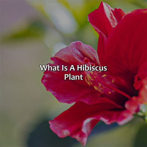 What Color Is Hibiscus Branding Mates