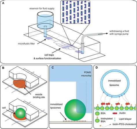 A Microfluidic Device For The Delivery Of Enzymes Into Cells By