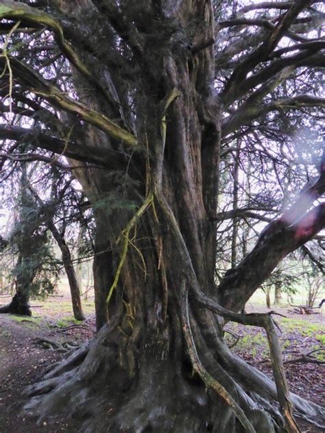 Hare Warren Copse Hampshire 5319 Ancient Yew Group