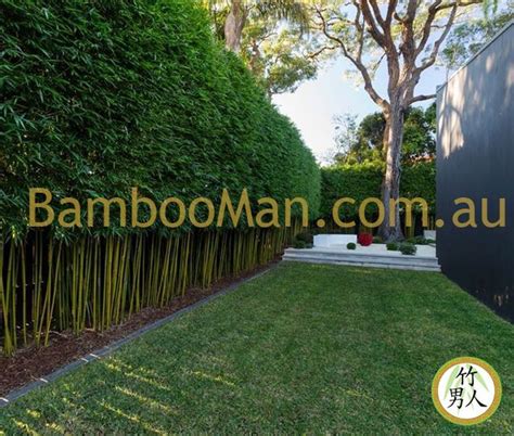 How To Buy Gracilis Bamboo Bamboo Whitsunday Bamboo Screening