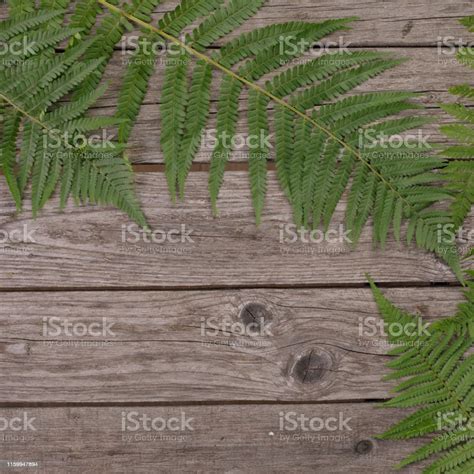 고사리는 오래된 나무 배경의 배경에 고사리를 남깁니다 공간을 복사합니다 위에서 볼 수 있습니다 0명에 대한 스톡 사진 및 기타 이미지 Istock