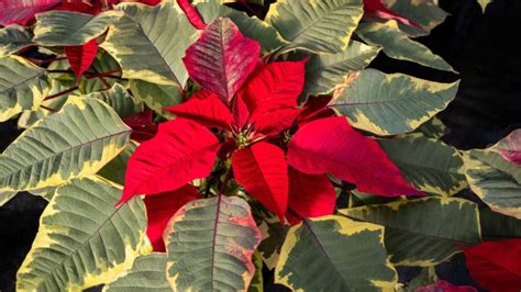 32 Unexpected Poinsettia Varieties To Try This Season
