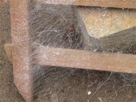 Cobweb Shooter Halloween Forum