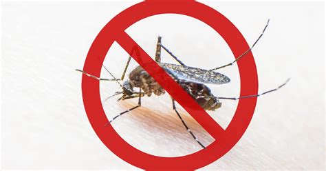 Alerta Dengue Argentina Enfrenta Hoy La Peor Epidemia De Su Historia