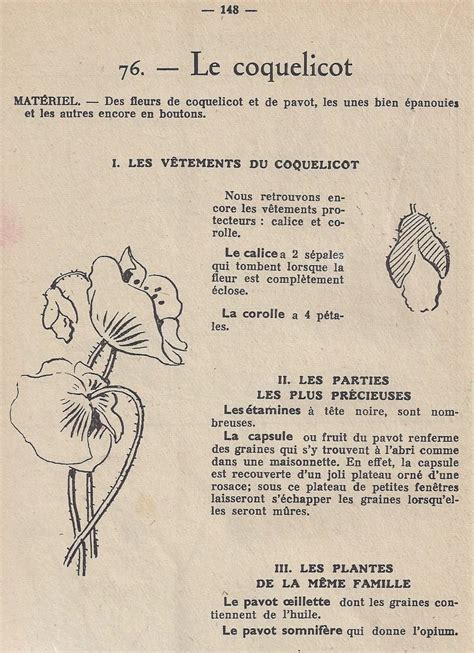 Leçons de choses Le coquelicot