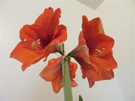孤挺花 鲜花 橙色的 Pixabay上的免费照片 Pixabay