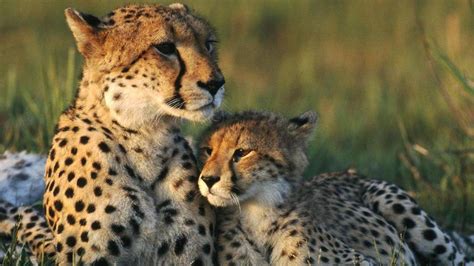 Cute Cheetah Wallpapers Wallpaper Cave