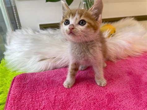 코리안숏헤어 치즈콩 미니푸들무료분양 미니먼치킨무료분양 미니랙돌무료분양 미니브리티쉬숏헤어무료분양 미니스코티쉬폴드무료분양 미니러시안블루무료분양 미니강아지무료분양 미니고양이무료