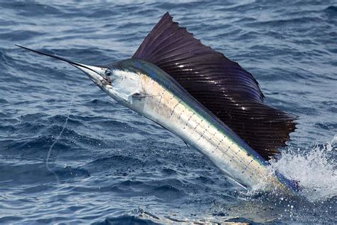 100 Sailfish Wallpapers Wallpapers
