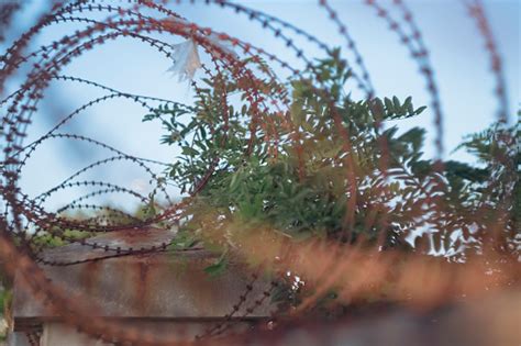 空の背景に壁にさびた有刺鉄線のフェンスと木の葉 さび色のストックフォトや画像を多数ご用意 さび色 ねじれた アイデア Istock