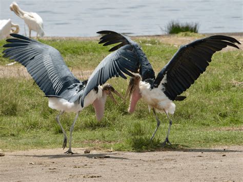 Top 10 Birds With Largest Wingspan Discover Natures Flying Giants