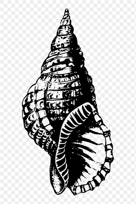 Free Sea Shell Png Sticker Vintage Free Png Rawpixel Nohat Cc