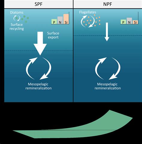 Schematic Diagram Highlighting The Contrast Between The Two Zones SPF Download Scientific