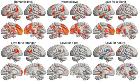Loves Location In Our Brain Depends On The Target Of Our Affection Sciencealert