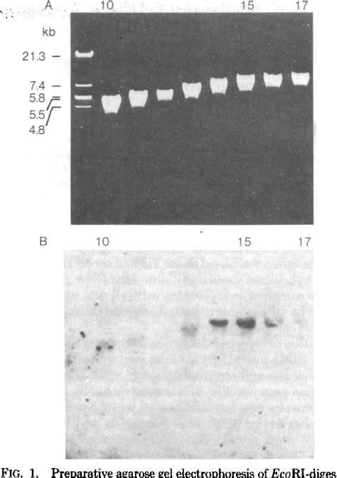 Figure 1 From Cloning Immunoglobulin Gamma 2b Chain Gene Of Mouse Characterization And Partial