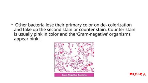 Gram Staining Ppt From Mohra Medical Class Ppt