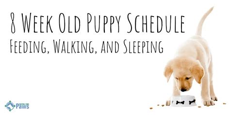 Puppy Schedule Atelier Yuwa Ciao Jp