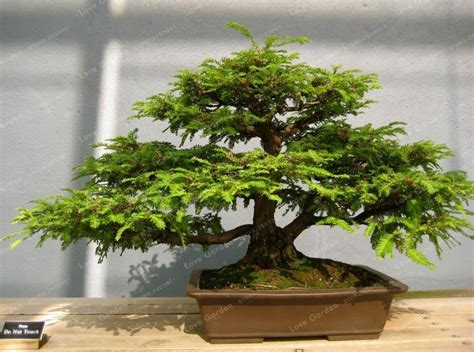 Super 30 Seeds Coast Redwood Bonsai Sequoia Sempervirens Evergreen