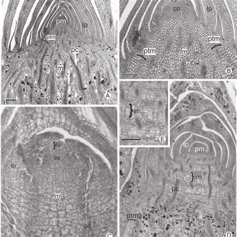 Transverse Sections Of The Stem In Cyperaceae Species A B The Neck